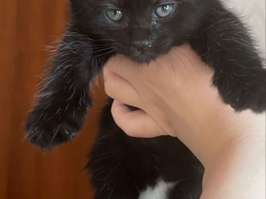Черный котенок ищет дом (1,5 месяца)