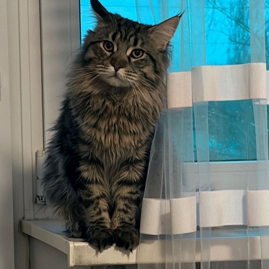 Мейн-кун котёнок