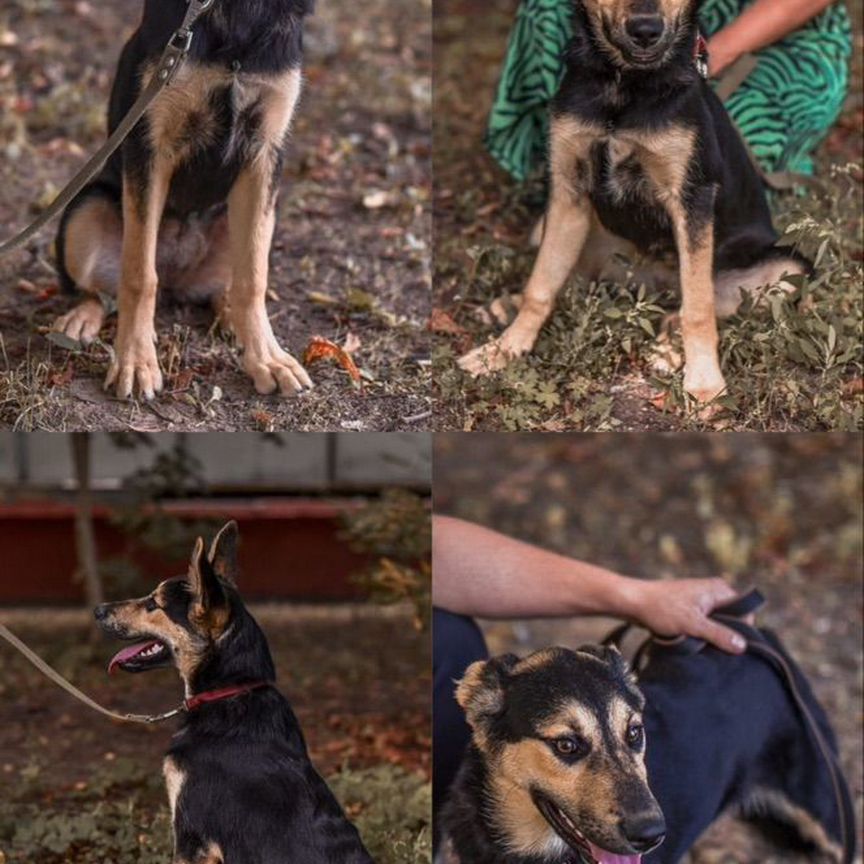 Собака в добрые руки