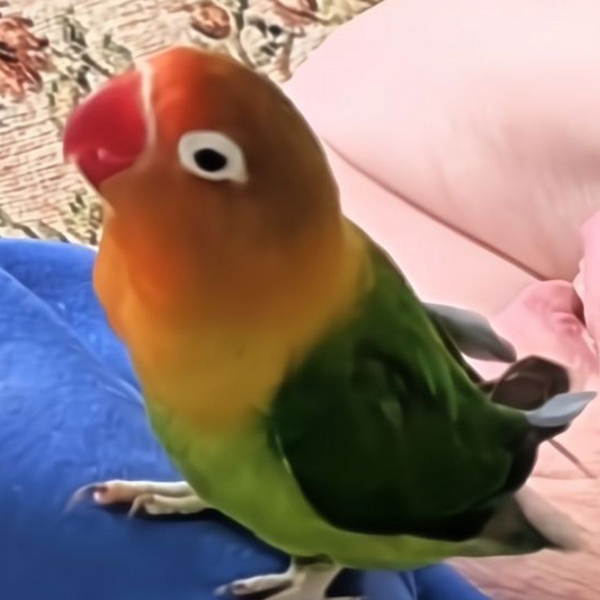 Попугай неразлучник Фишера с клеткой