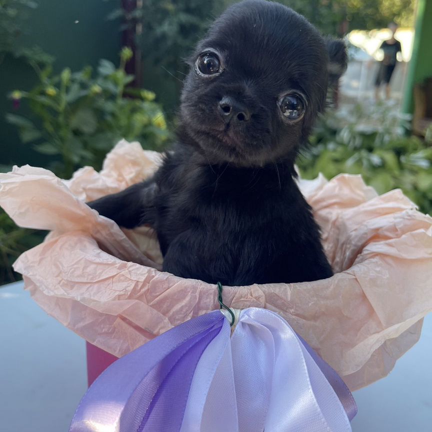 Супер мальчик чихуахуа