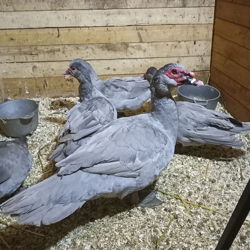 Лавандовые индоутки