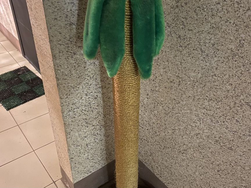 Когтеточка-пальма и две игрушки