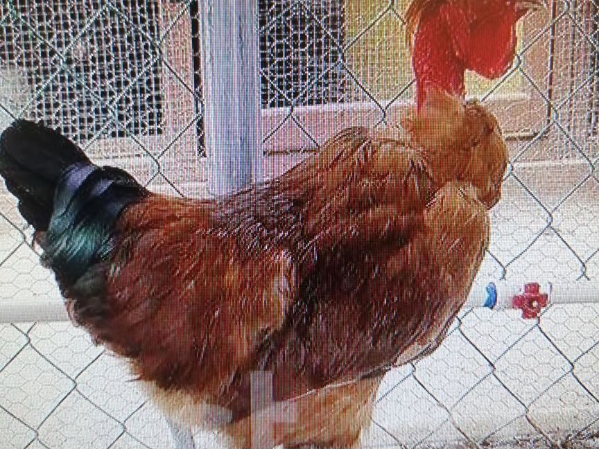 Цыплята голошейки