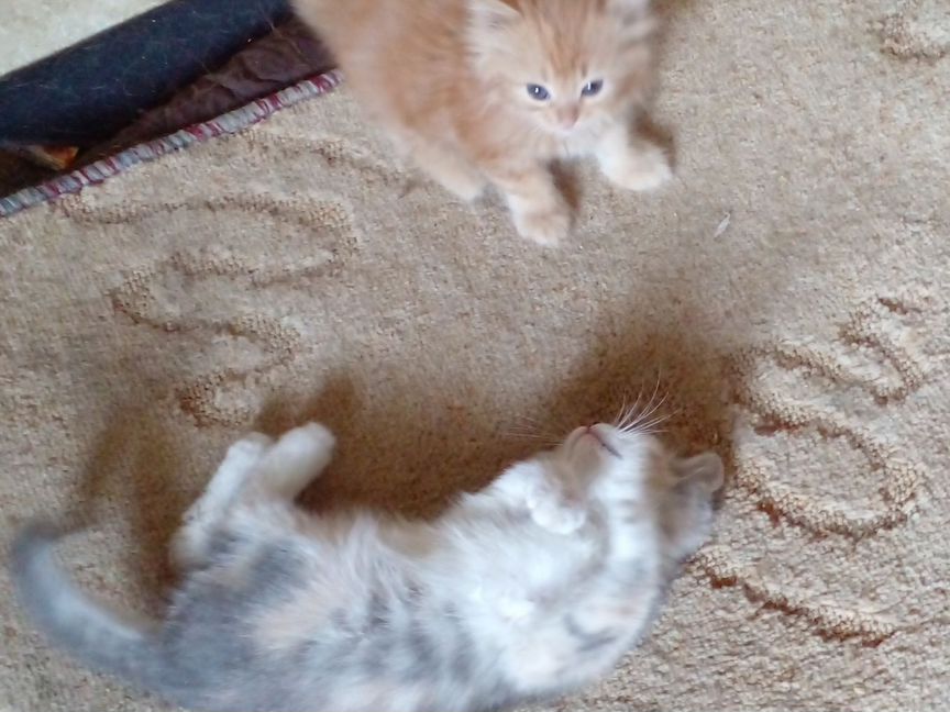 Котята в добрые руки. 100 р