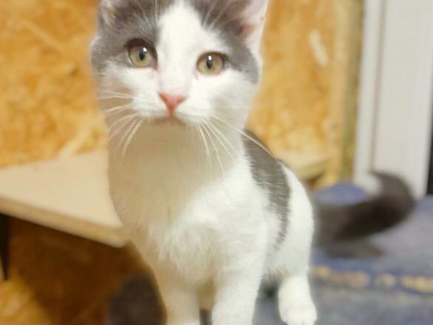 Котенок мальчик