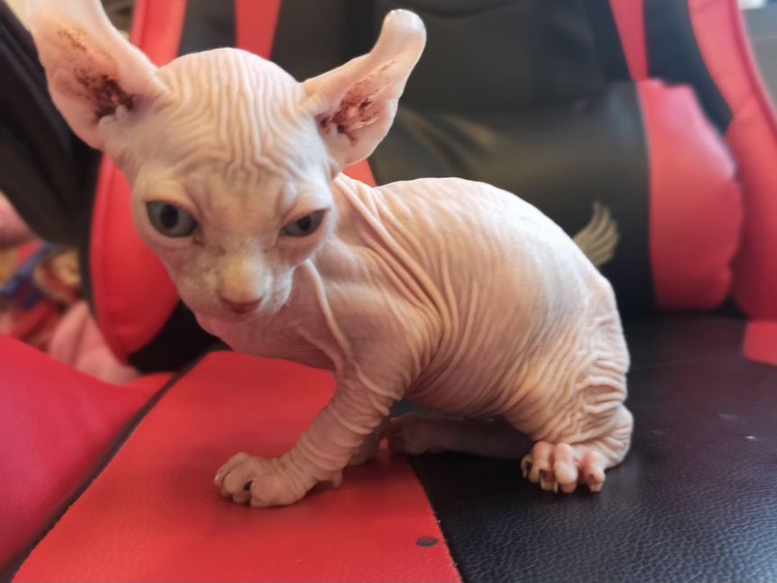 Канадский сфинкс эльф котенок