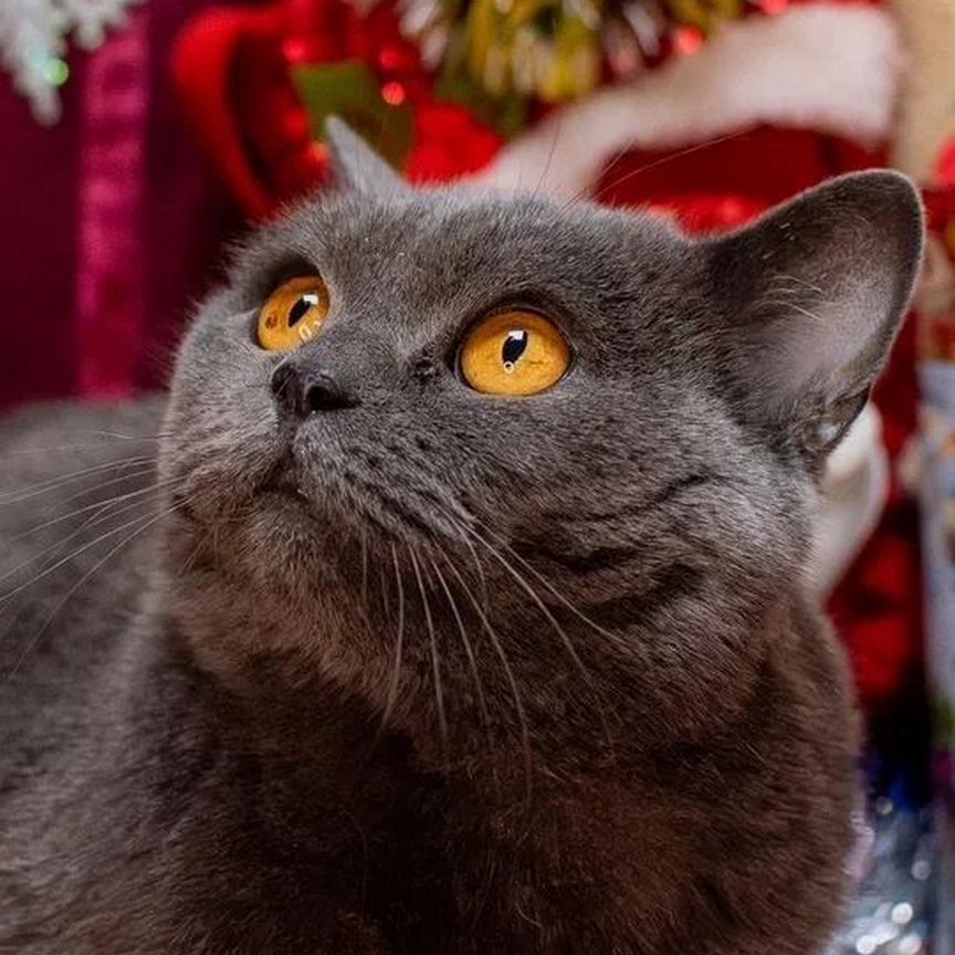 Кошка Ноябрина ищет дом