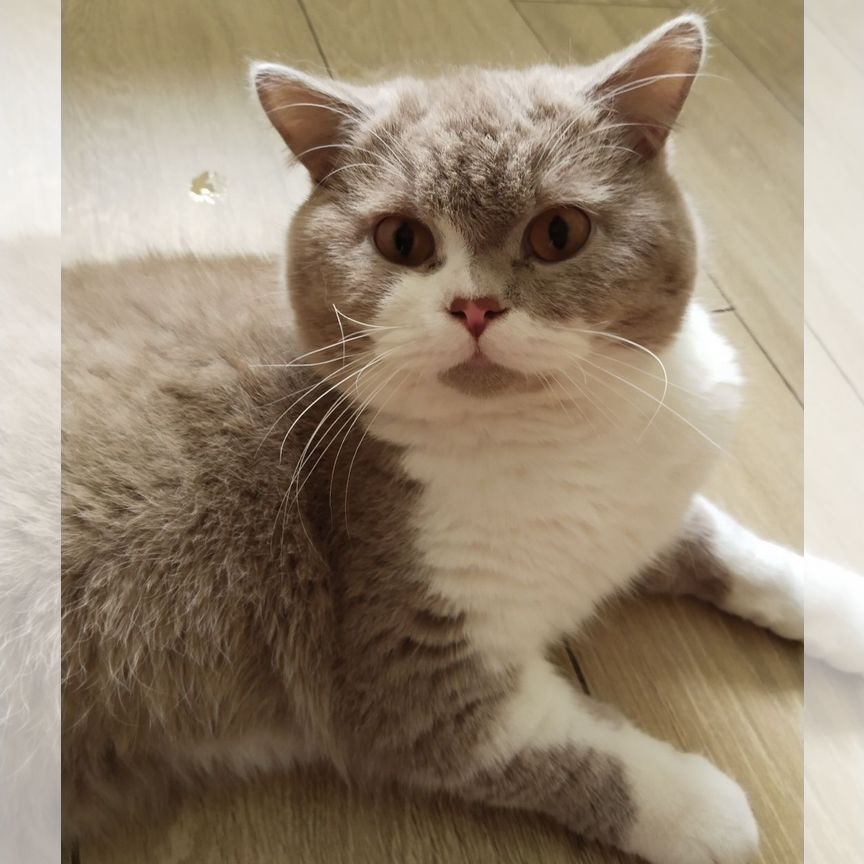 Британский короткошёрстный кот, вязка
