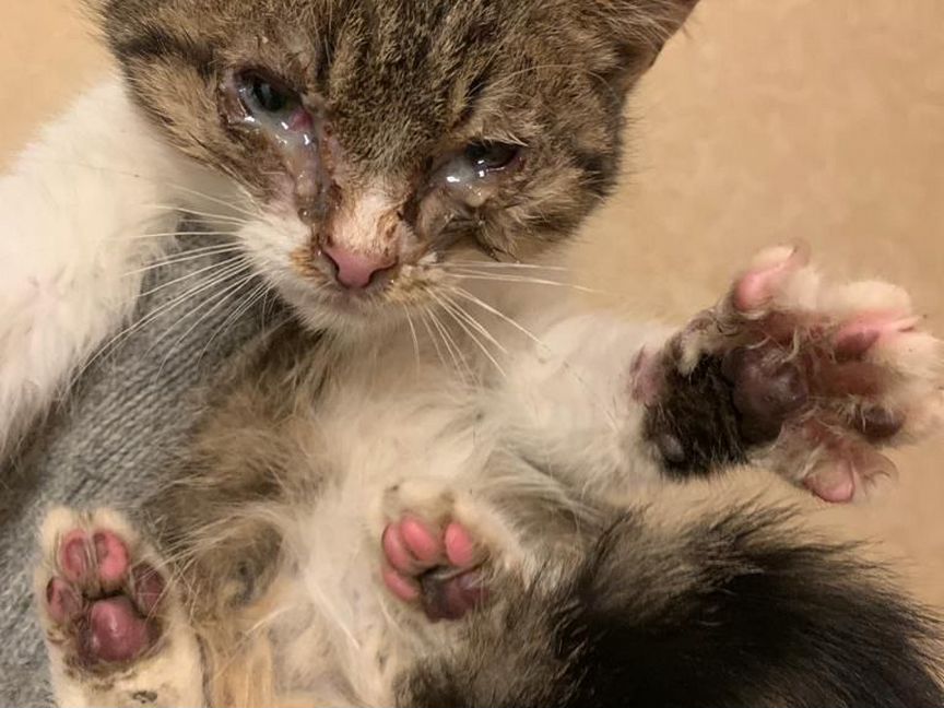 Погибают котята нужна помощь