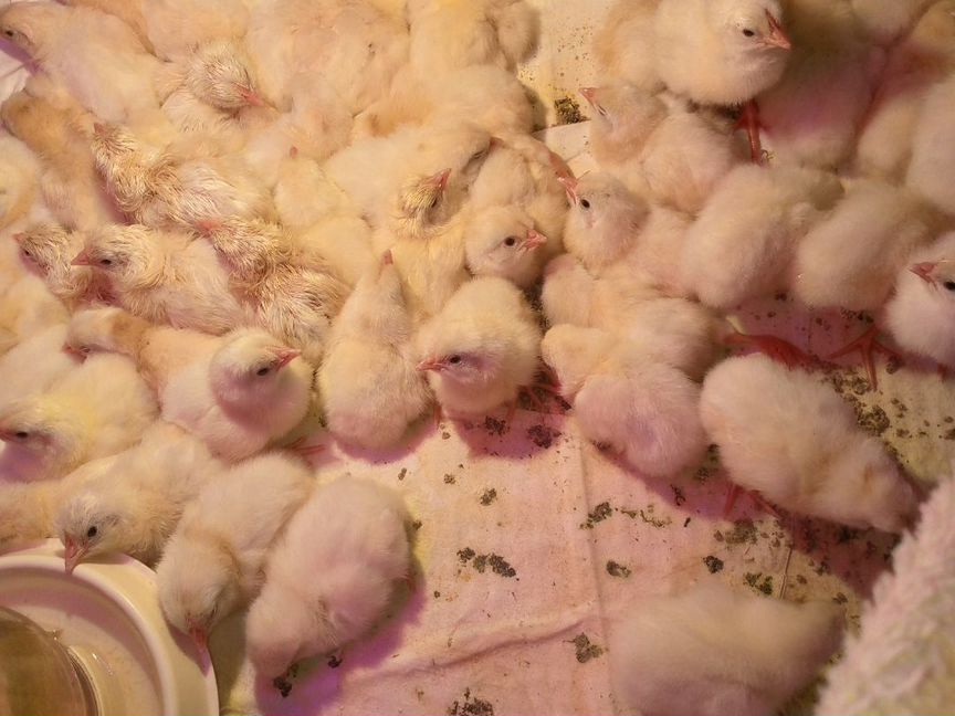 Цыплята суточные легорн