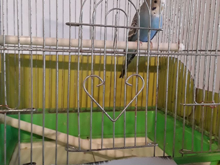 Волнистый попугай