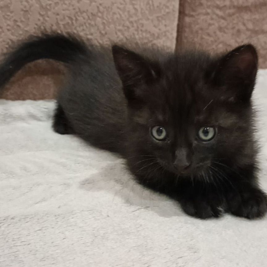 Котёнок в добрые руки