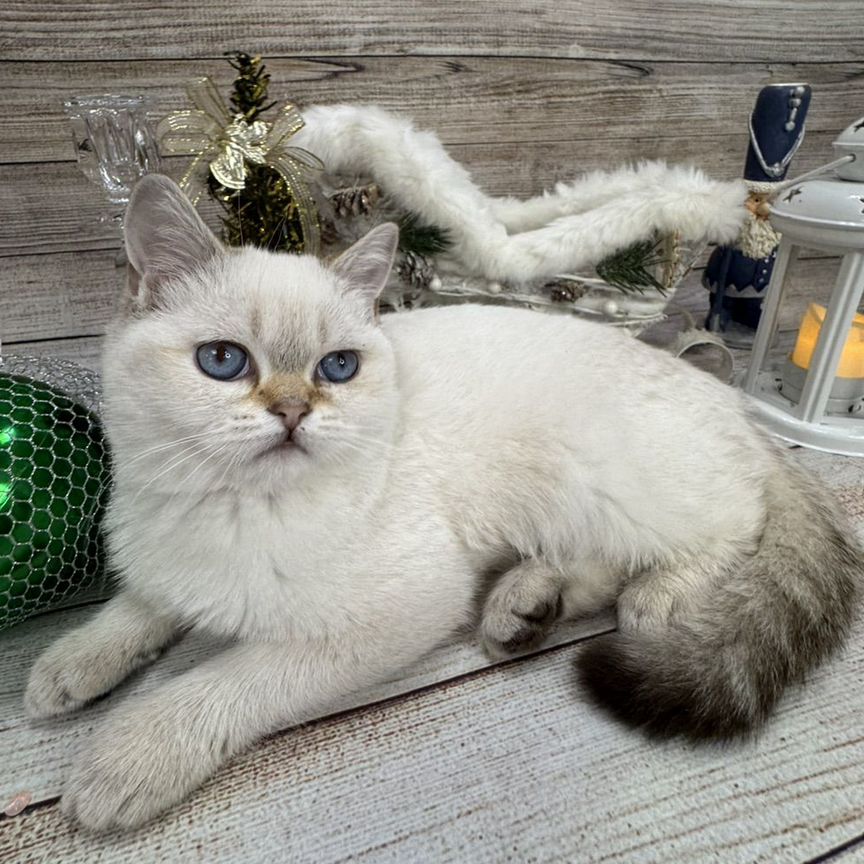 Шотландский прямоухий короткошёрстный котёнок