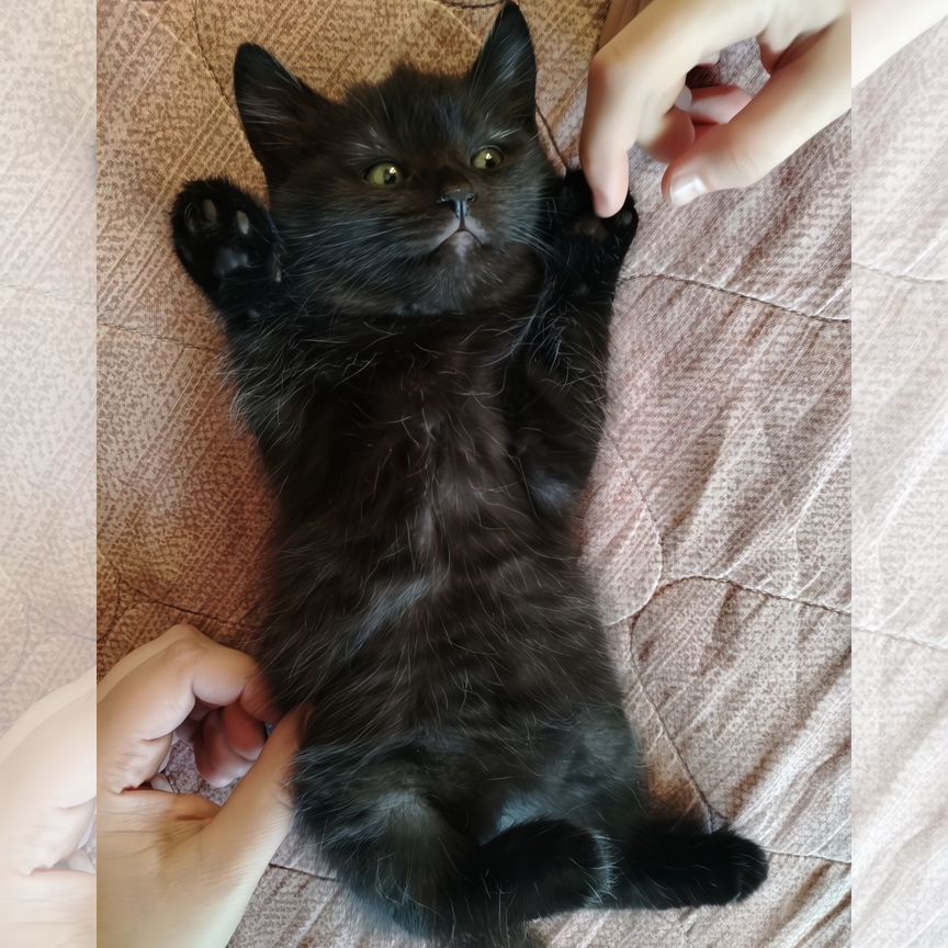 Котёнок в добрые руки