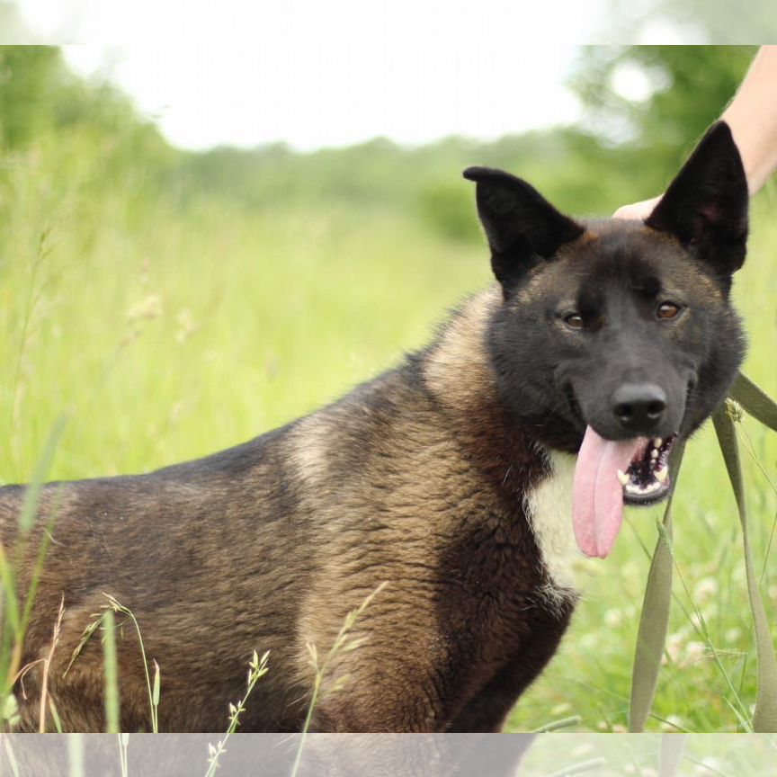 Супер собака Элли в самые лучшие руки