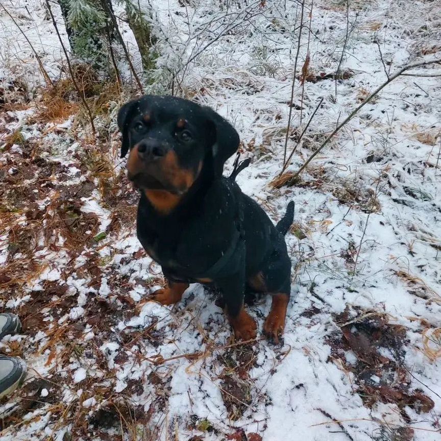 Ротвейлер, щенок