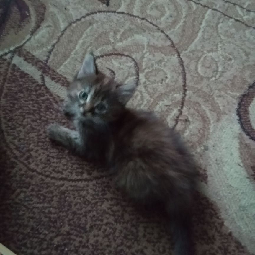 Отдам двух девочек кошечек