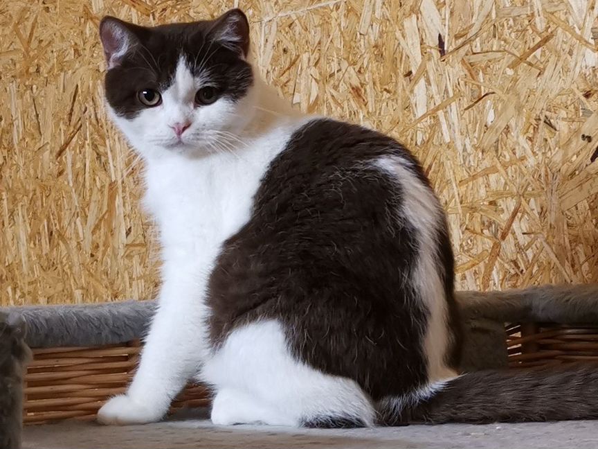 Шоколадный британец биколор