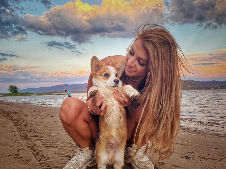 Вельш-корги щенки пемброк