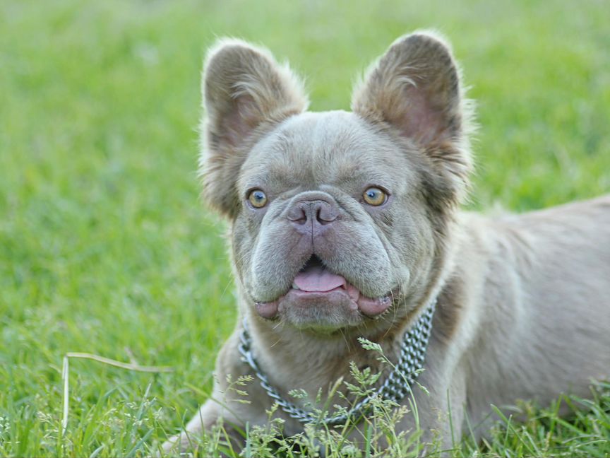 Изабелла флаффи вязка