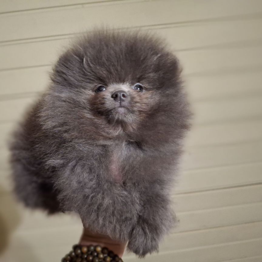 Померанский шпиц, щенок