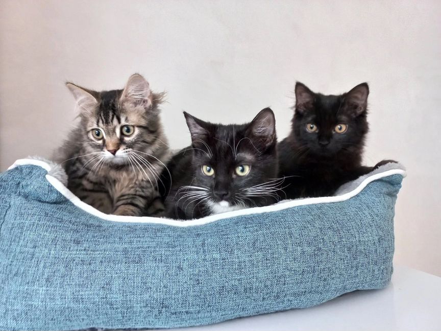 Котята для Вас