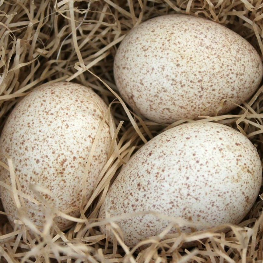 Инкубационное яйцо индейки