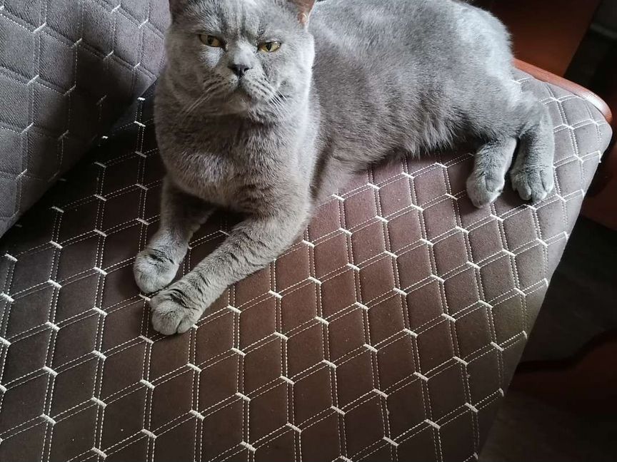 Кот на вязку