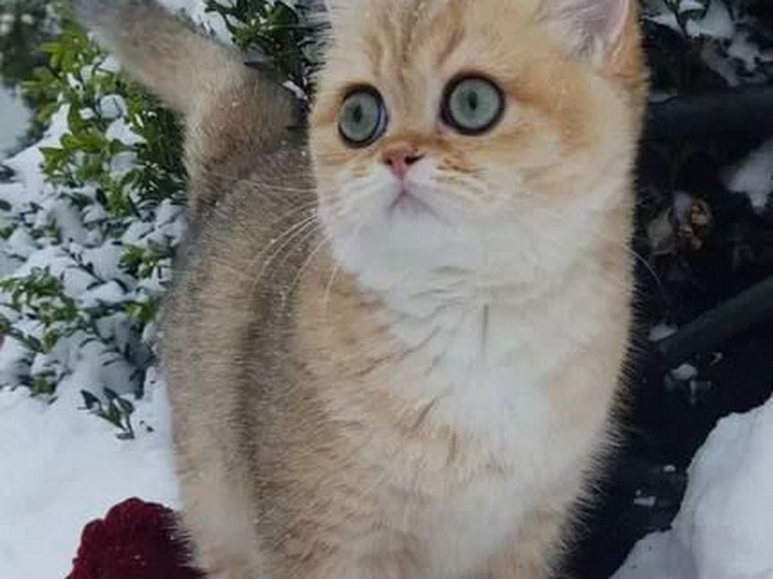 Британская кошечка апельсинчик