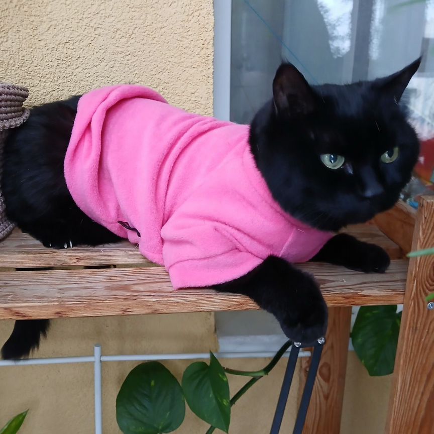 Одежда для кота