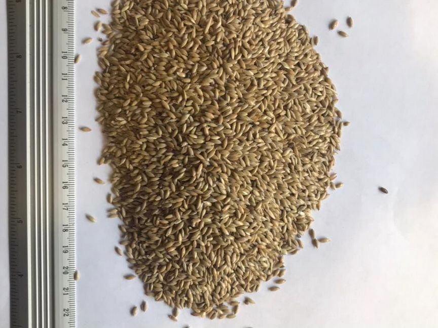 Канареечник. Канареечное семя