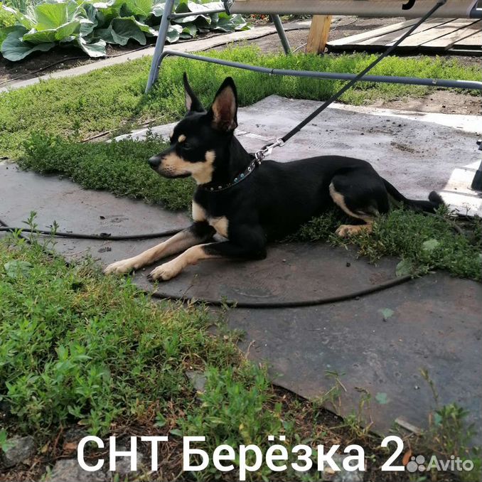 Найдена собака той-терьер