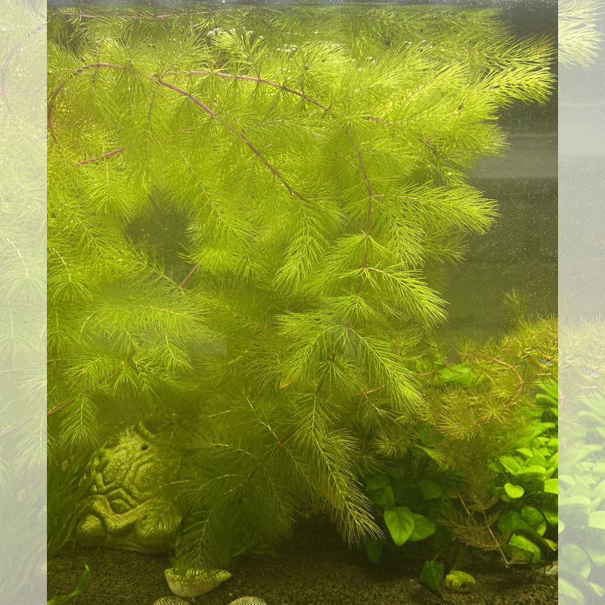 Растения для аквариума прополка