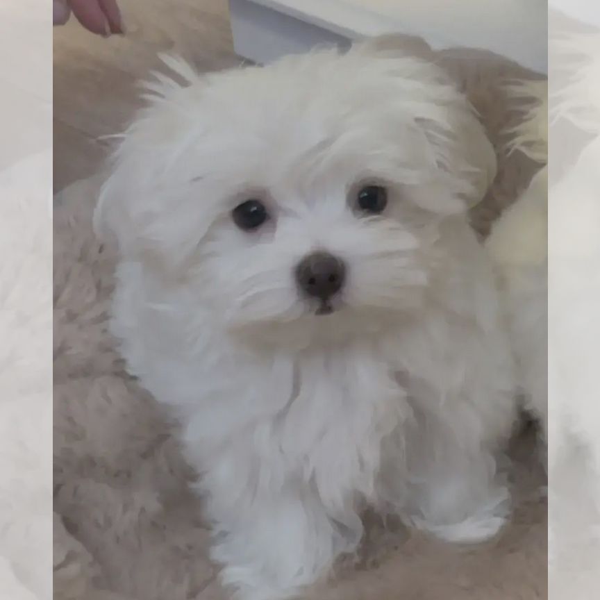 Мальтийская болонка, щенок