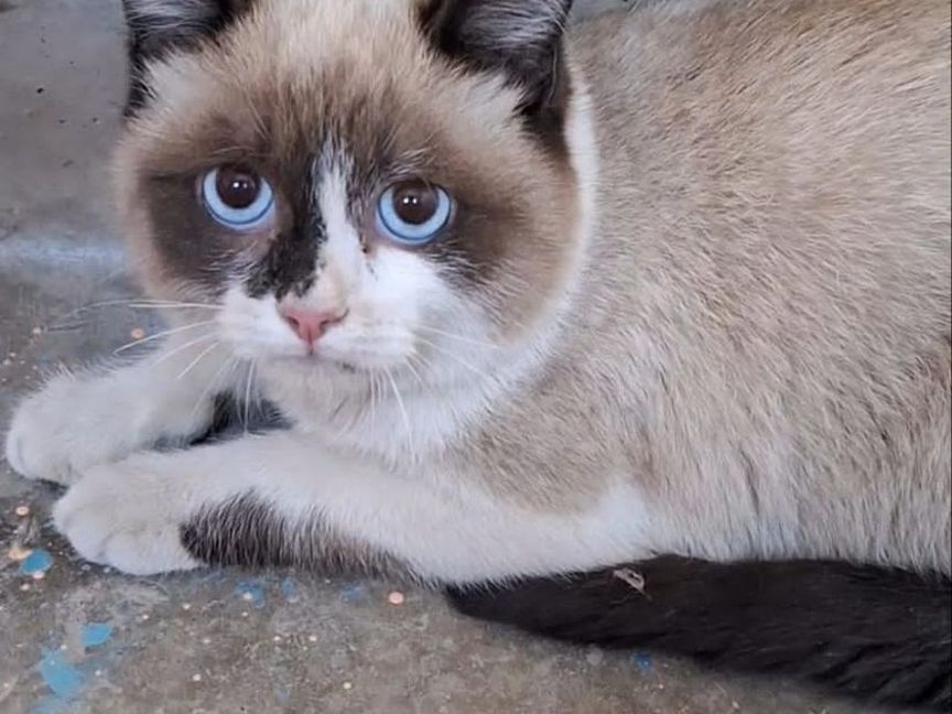 В подъезде найден породистый котик