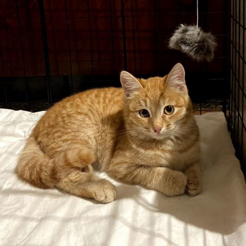 Котёнок ищет дом