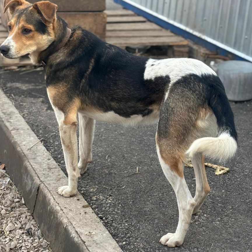 Мухтар, 2 года