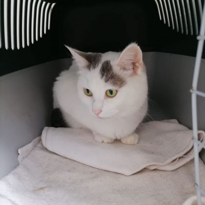 Ласковая, спокойная, белоснежная красавица