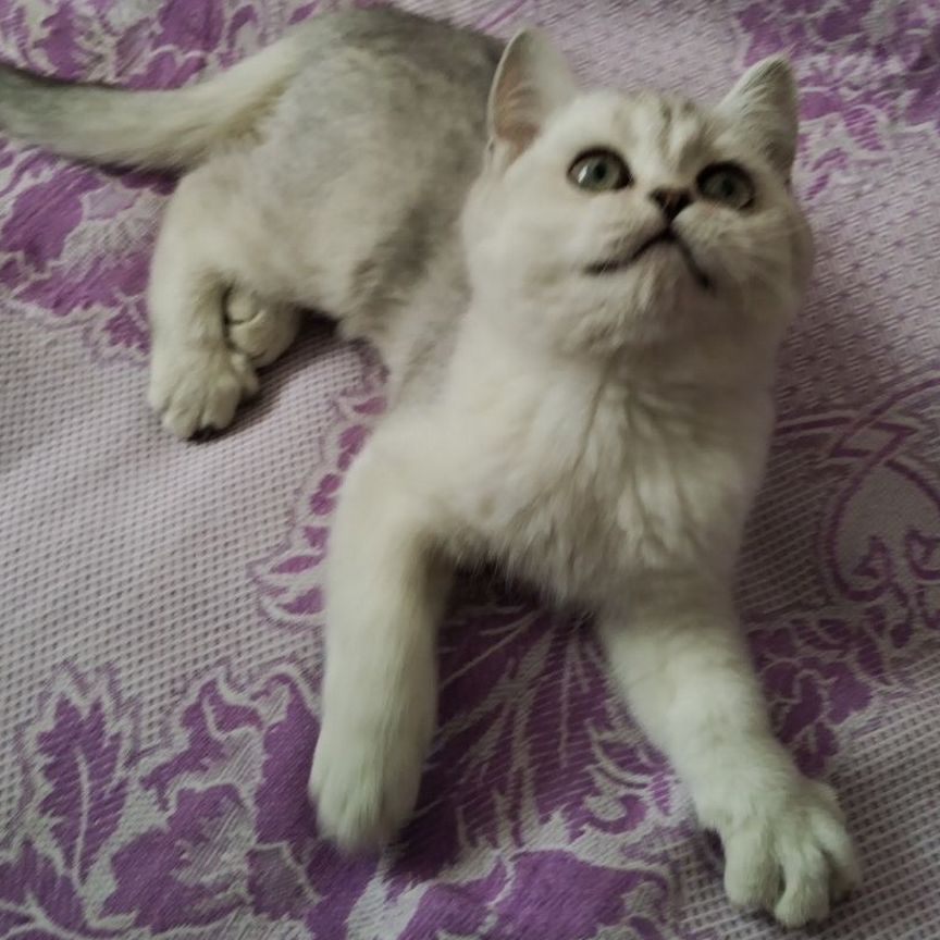 Шотландский мальчик