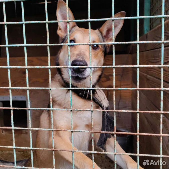 Молодая собака из приюта с невероятными ушами