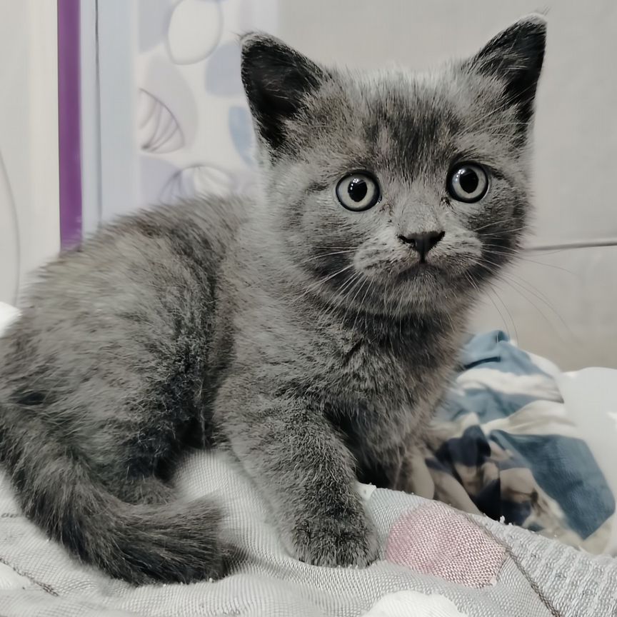 Британский короткошёрстный котёнок