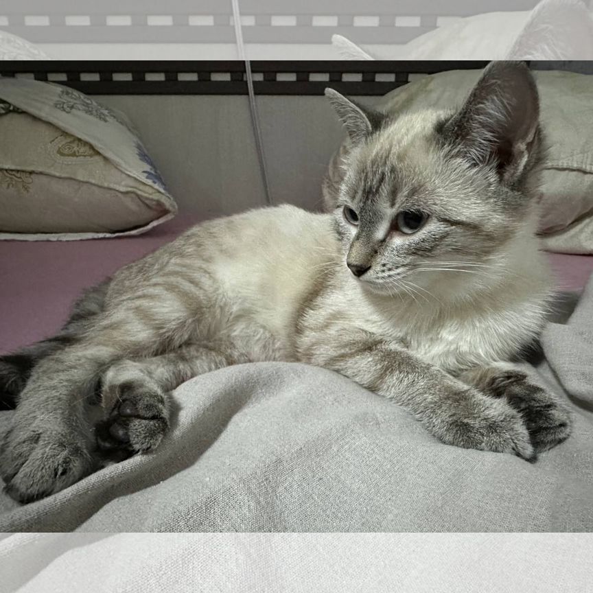 Сиамский котёнок