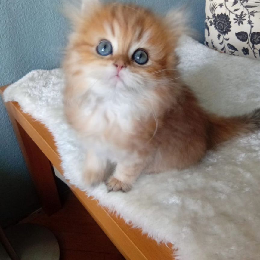 Золотые шиншиллы котики