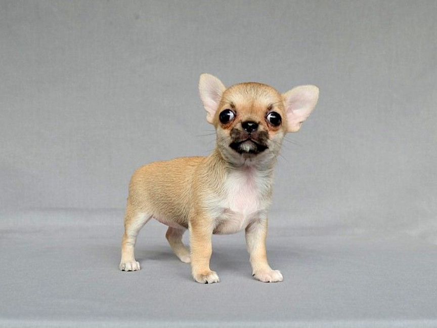 Чихуа девочка мини