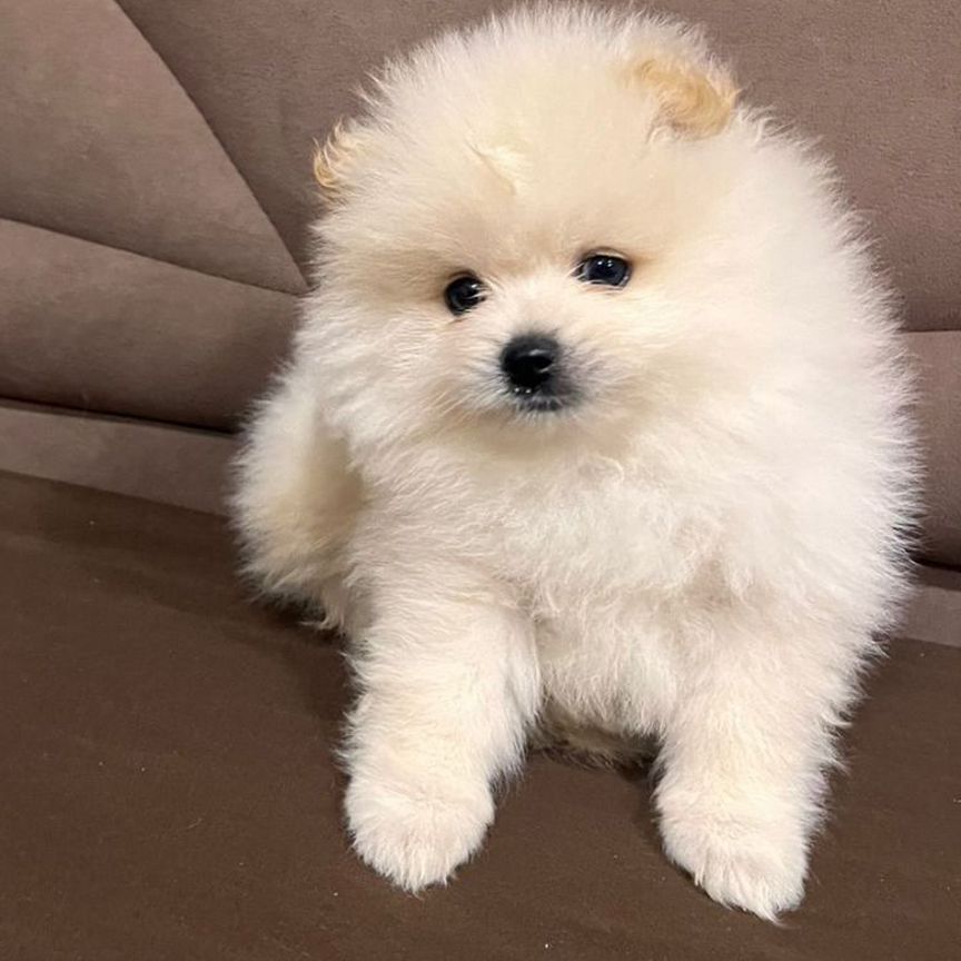 Померанский шпиц, щенок