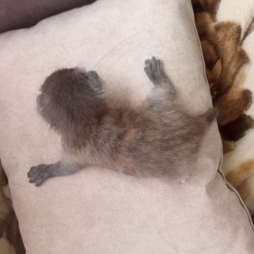 Котёнок, чёрно-рыжая