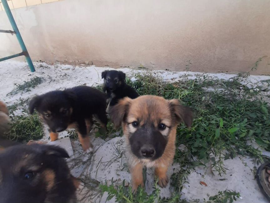 Щенки в добрые руки
