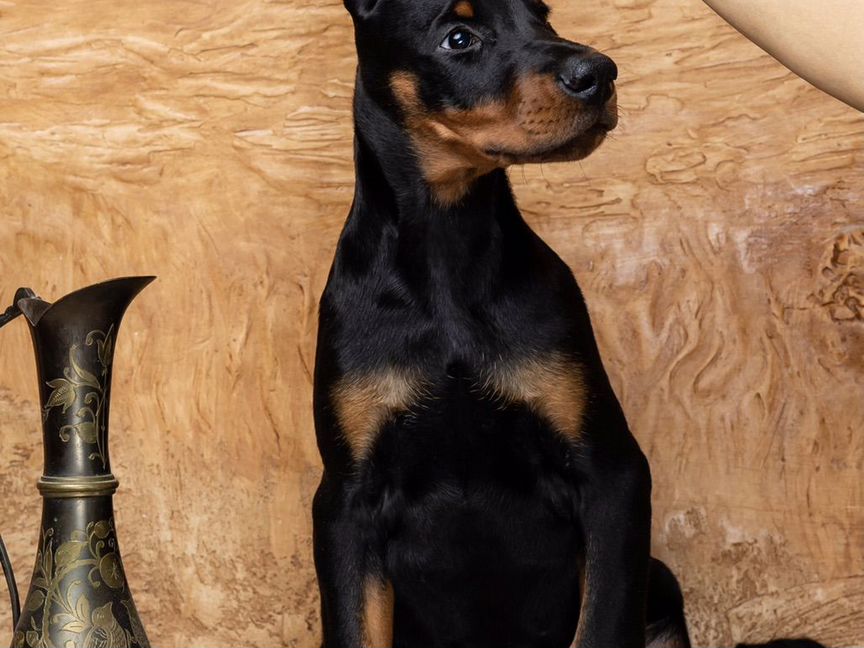 Щенки добермана