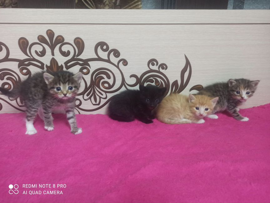 Котята